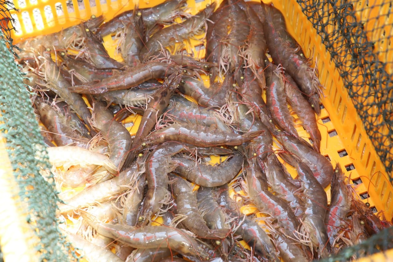 Budidaya Udang Sistem Bioflok - InfoAkuakultur.com